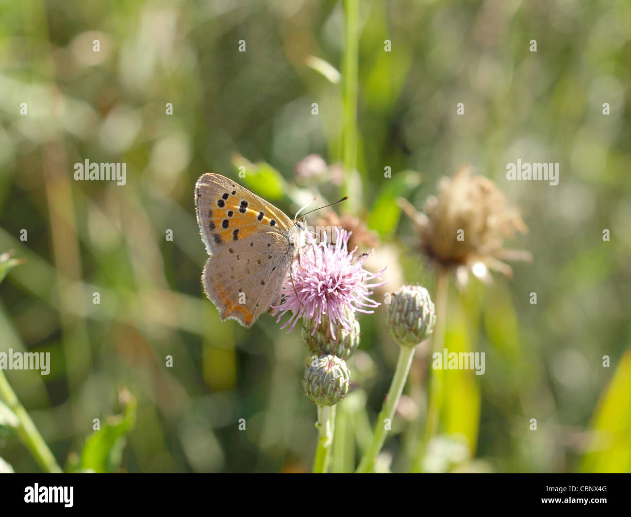 Female butterfly hi-res stock photography and images - Alamy