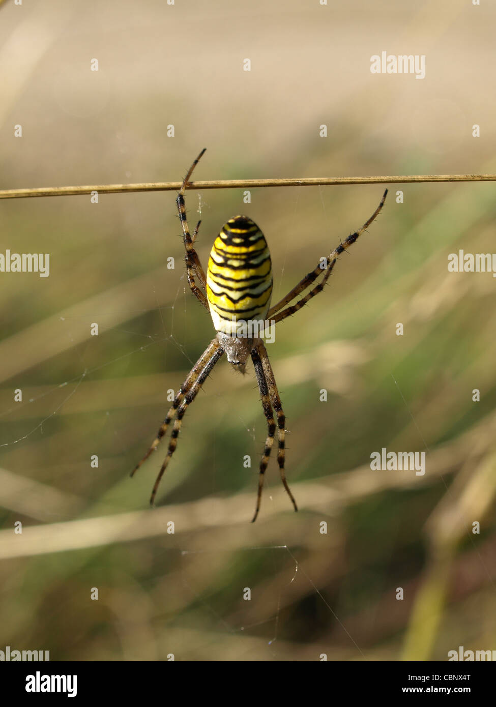 wasp spider / Argiope bruennichi / Wespenspinne Stock Photo - Alamy