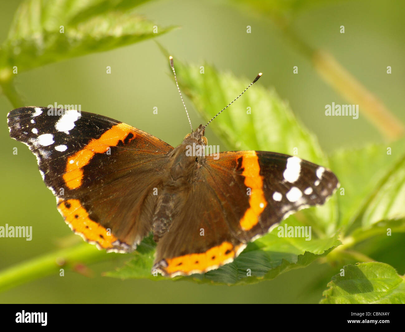 Red Admiral butterfly / Vanessa atalanta / Admiral Stock Photo - Alamy