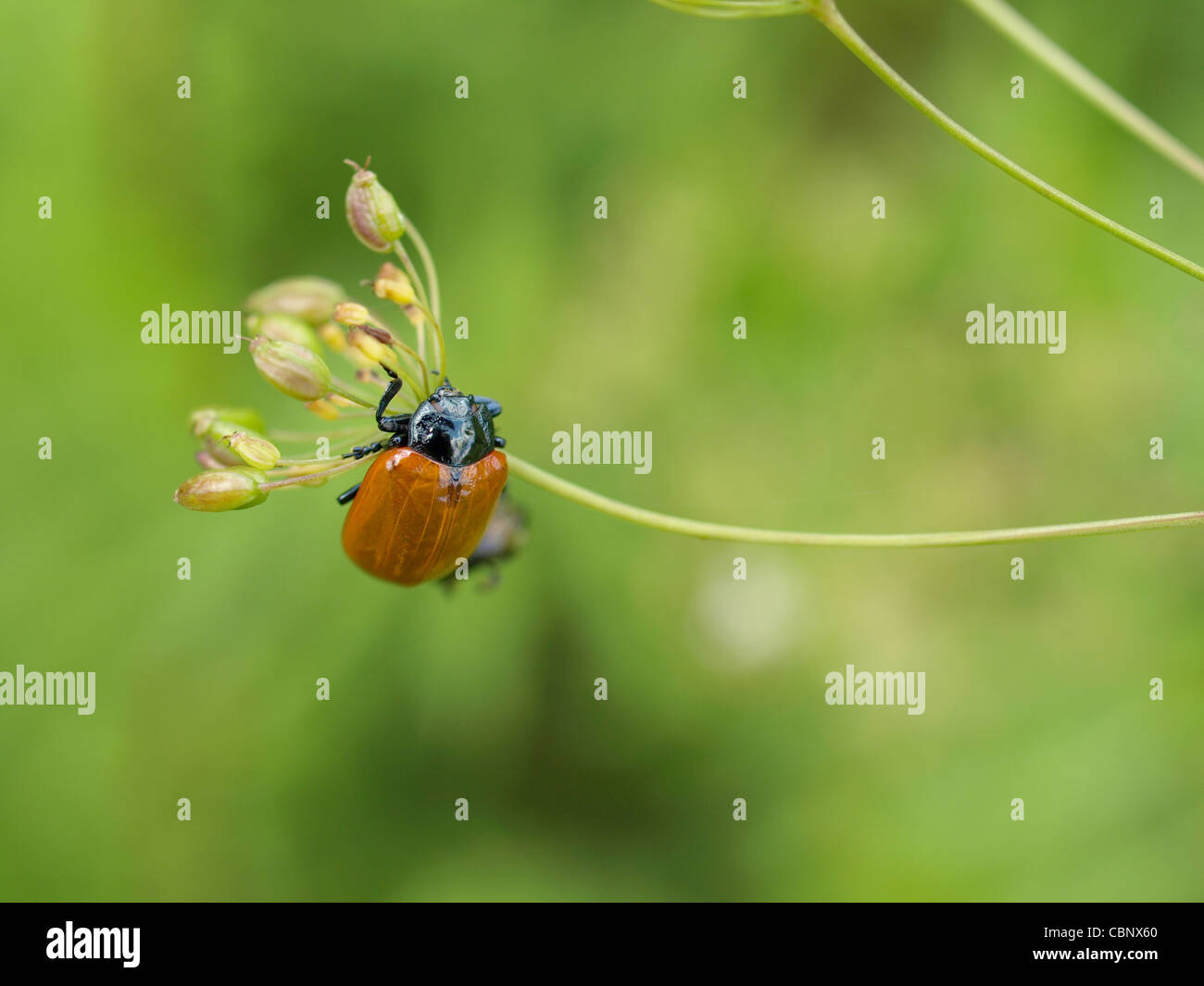 Garden Chafer beetle / Phylloperta horticola / Gartenlaubkäfer Stock ...