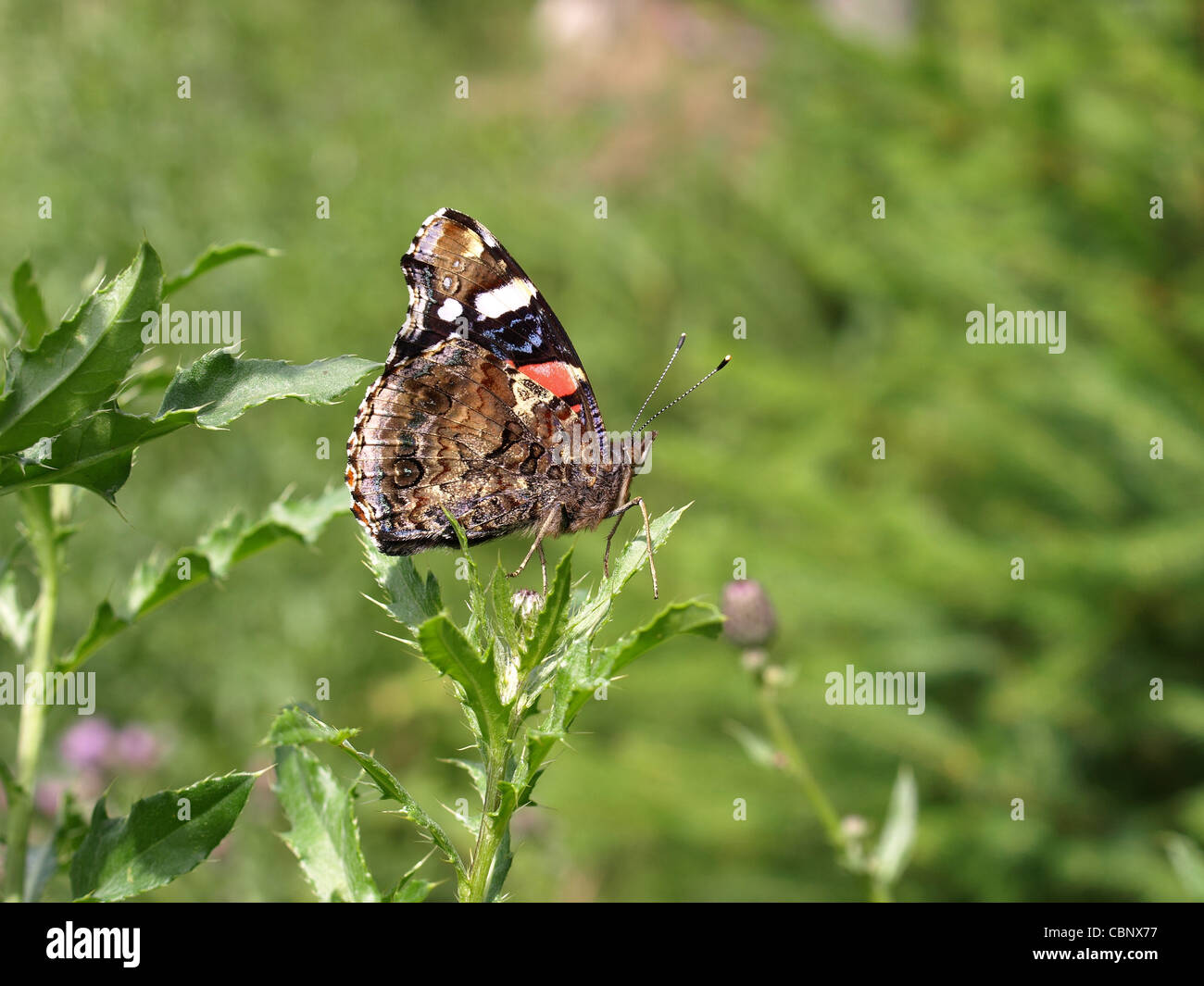 Red Admiral butterfly / Vanessa atalanta / Admiral Stock Photo - Alamy