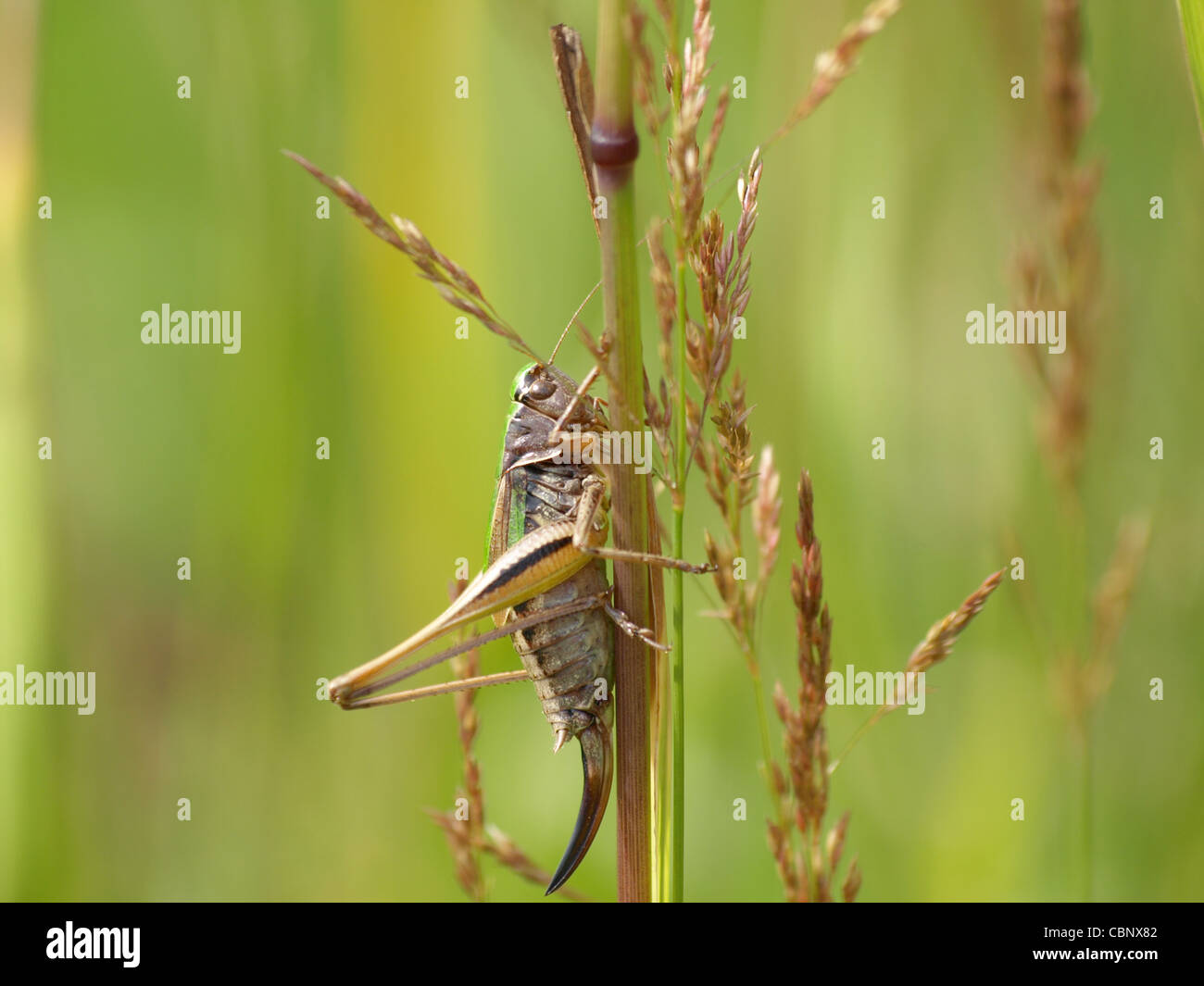 Cricket arthropoda insect hi-res stock photography and images - Alamy