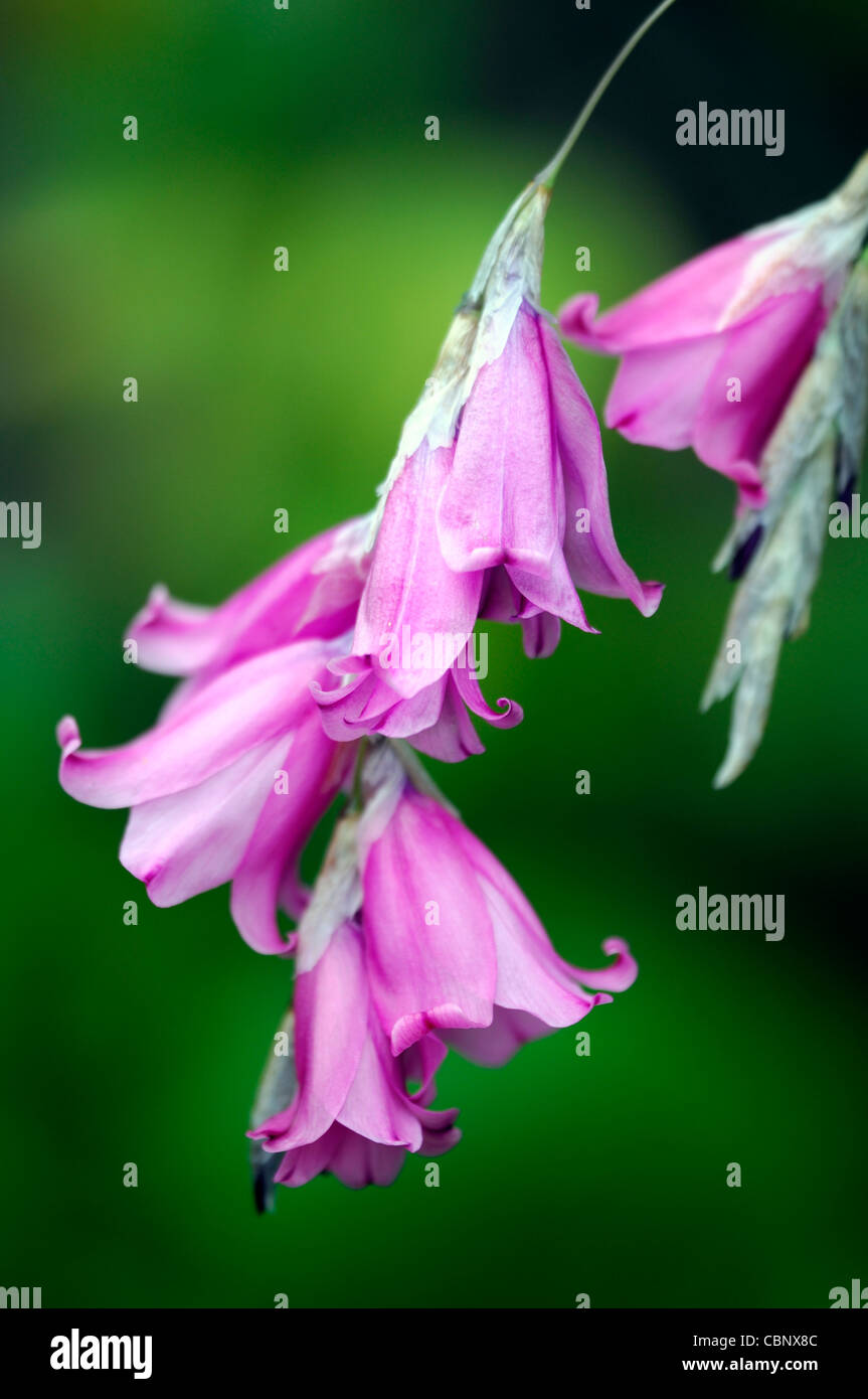 Dangling flowers hi-res stock photography and images - Alamy