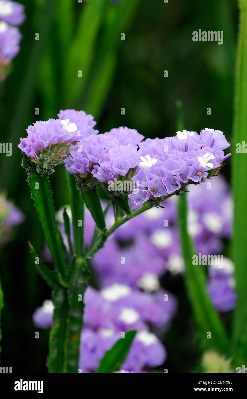 Dried statice High Resolution Stock Photography and Images - Alamy
