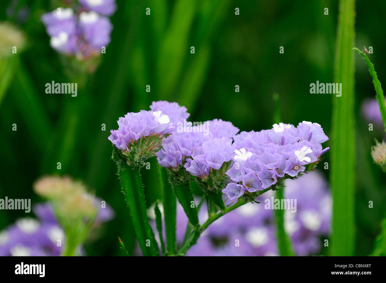 Statice sinuata Sunburst pale blue Limonium flowers bloom blossom ...