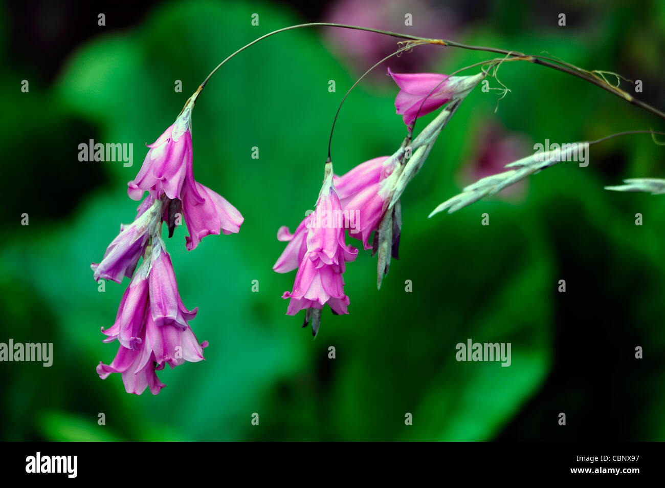 dierama pulcherrimum closeup bright pink petals flowers summer ...