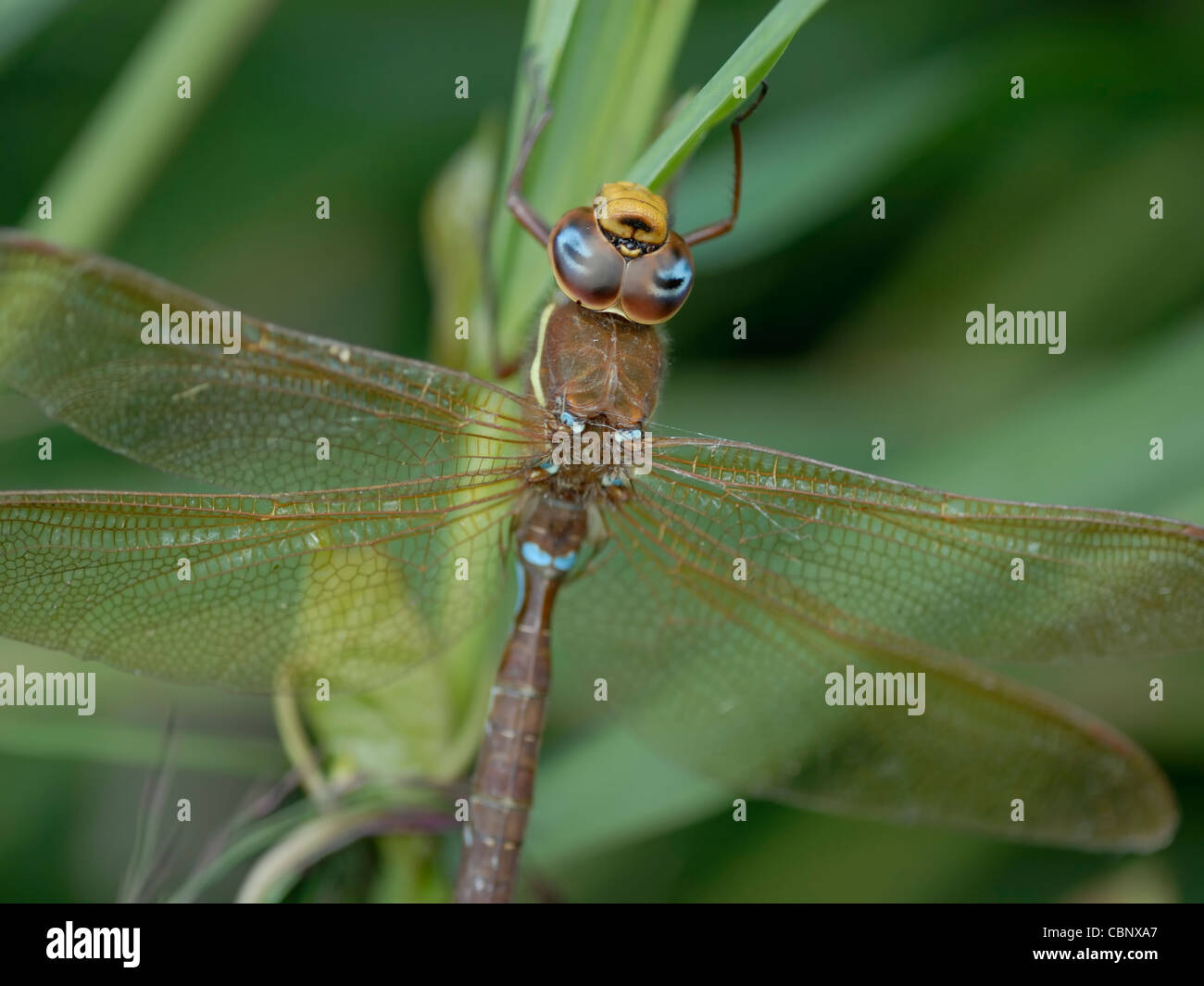 Slow moving insects hi-res stock photography and images - Alamy