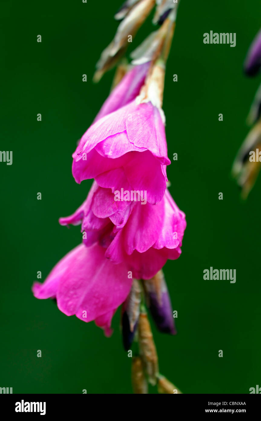 Dangling Flowers Stock Photos & Dangling Flowers Stock Images - Alamy