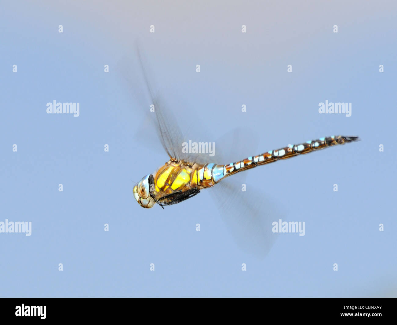 A Migrant Hawker dragonfly ( Aeshna mixta ) captured in flight as it ...