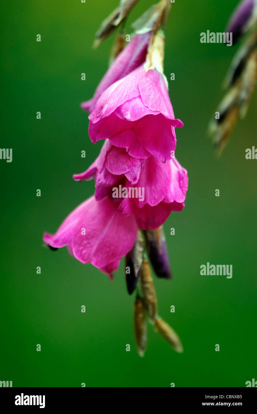 Dierama pulcherrimum closeup bright pink hi-res stock photography and ...