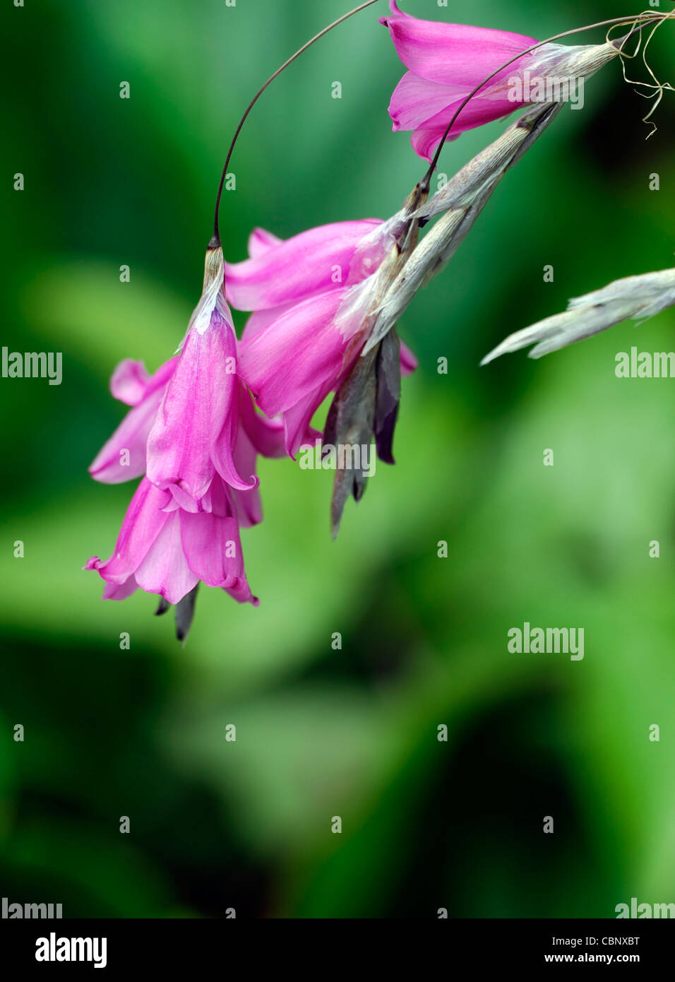 dierama pulcherrimum closeup bright pink petals flowers summer ...