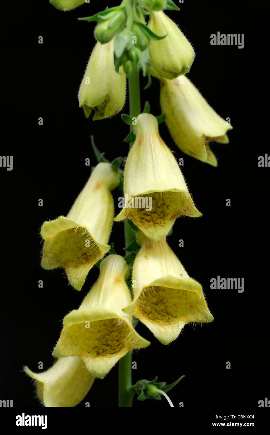 Digitalis sibirica Siberian Foxglove fully hardy biennial evergreen ...