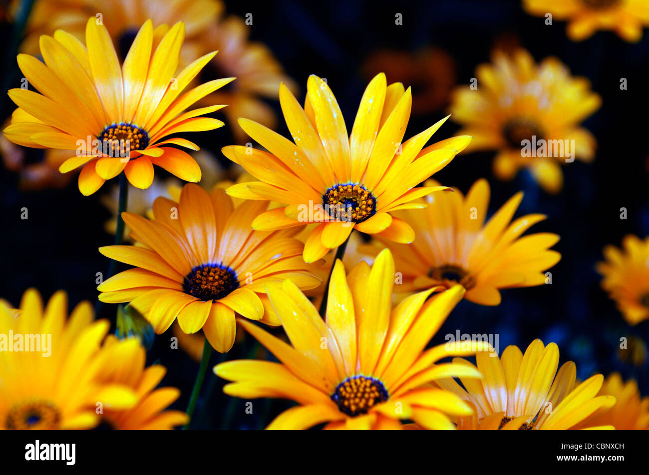 Dimorphotheca aurantiaca Spring Flash Orange African daisy half hardy ...