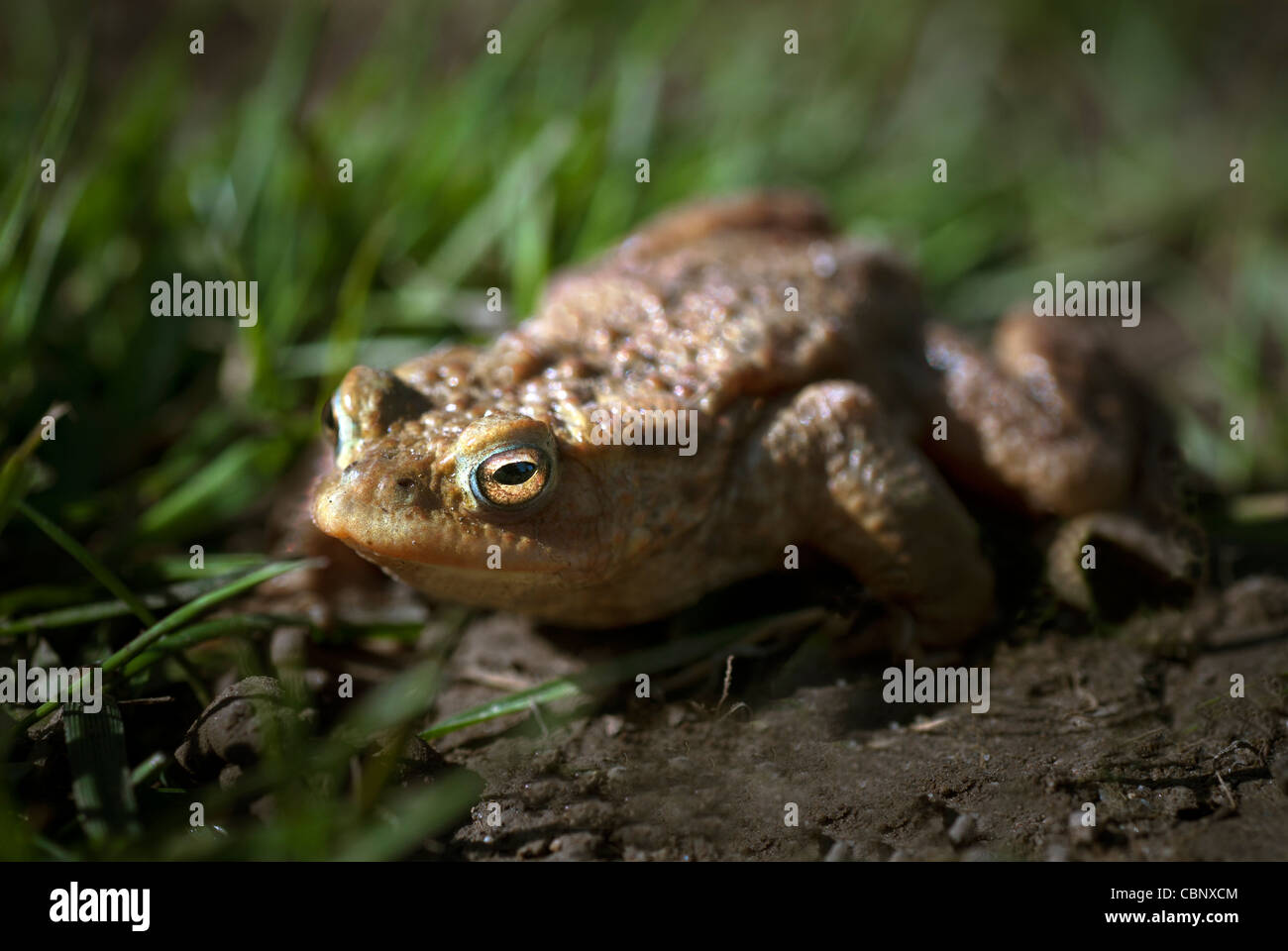 Common toad eye uk hi-res stock photography and images - Alamy