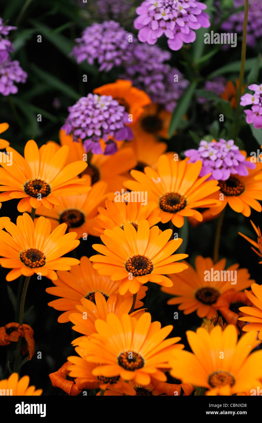 Dimorphotheca aurantiaca Spring Flash Orange African daisy half hardy ...