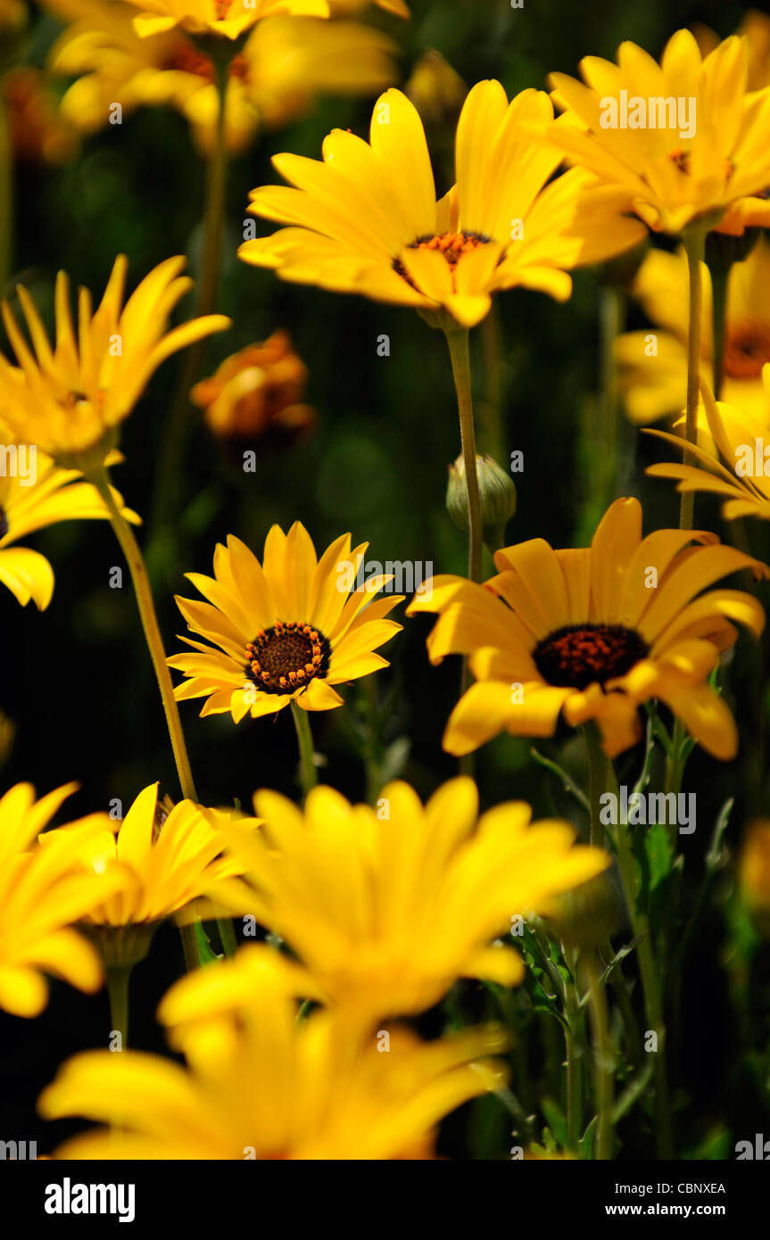 Dimorphotheca aurantiaca Spring Flash Yellow African daisy half hardy ...