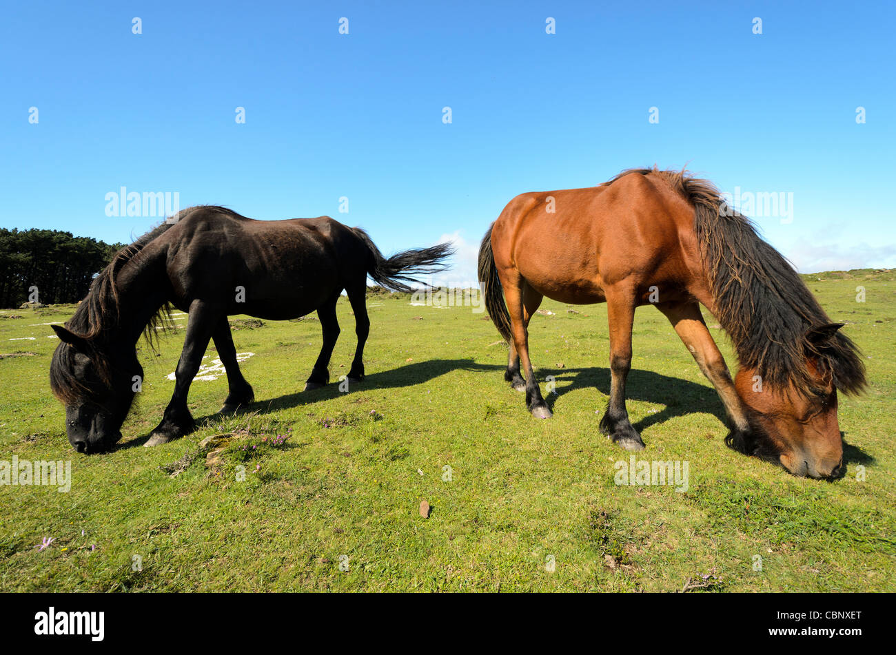 Galicia animals hi-res stock photography and images - Alamy