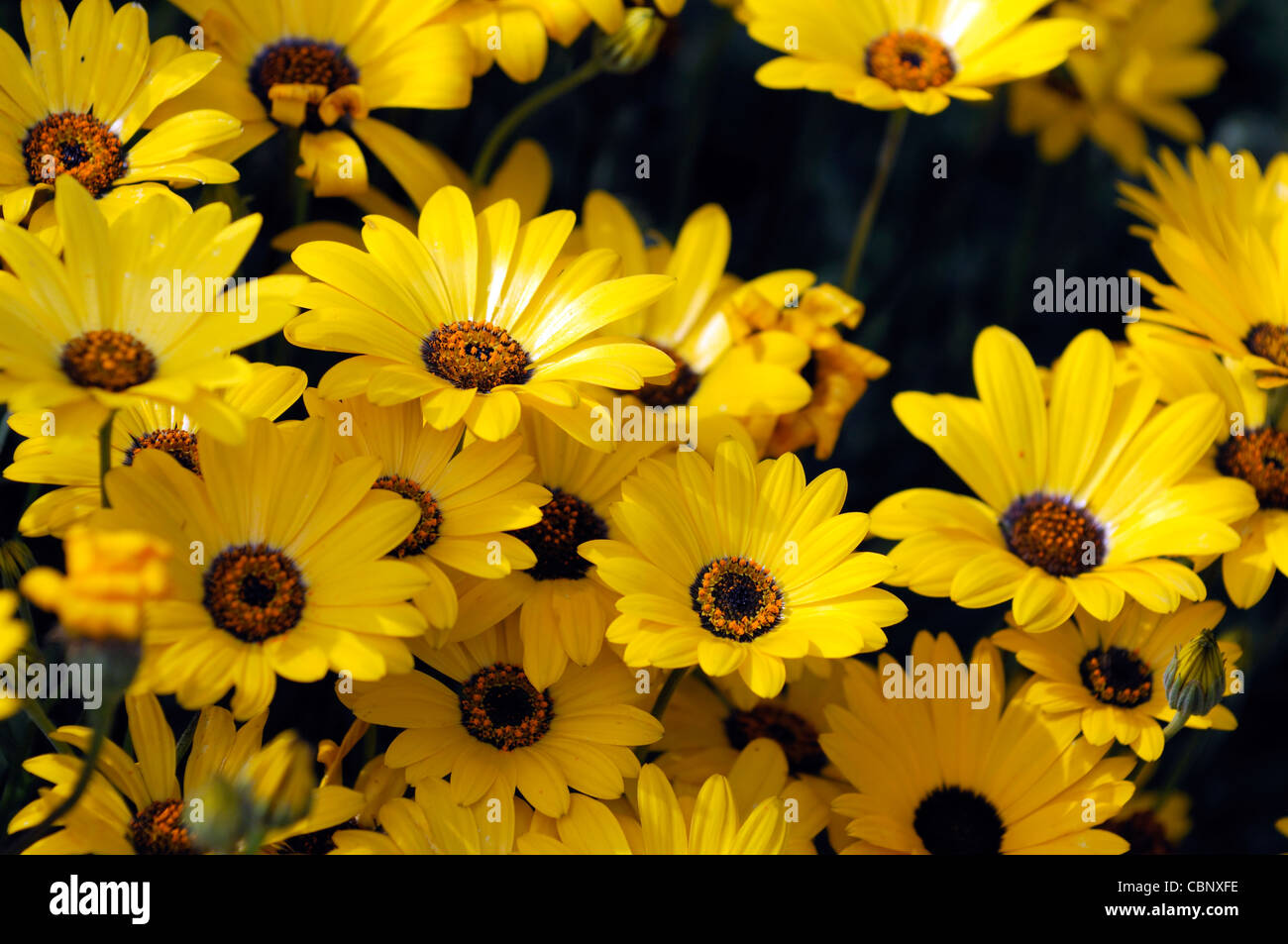 Dimorphotheca hi-res stock photography and images - Alamy