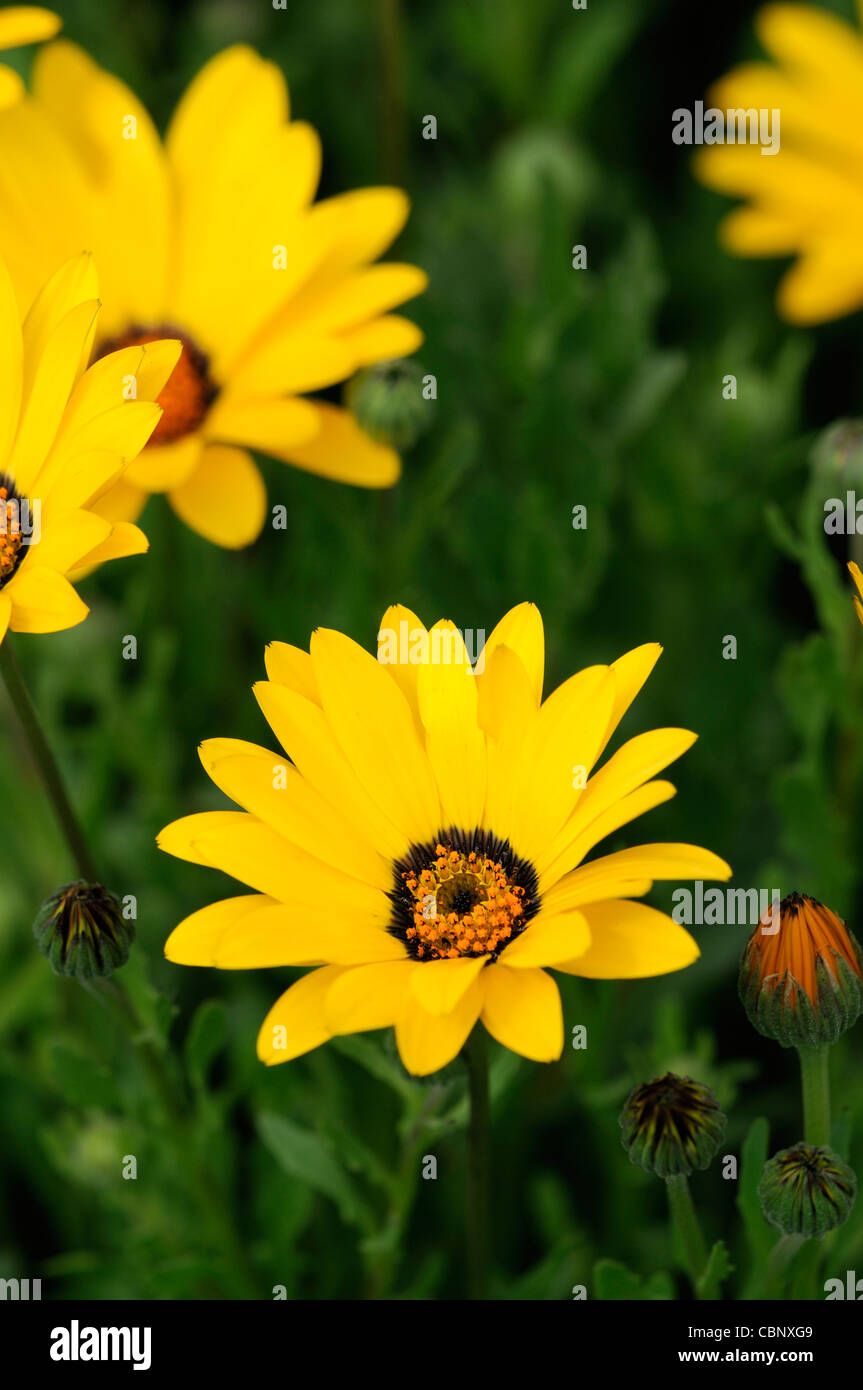 Dimorphotheca aurantiaca hi-res stock photography and images - Alamy