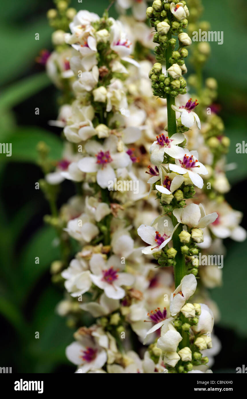 verbascum chaixii album agm white perennials pale pastel flower spikes ...