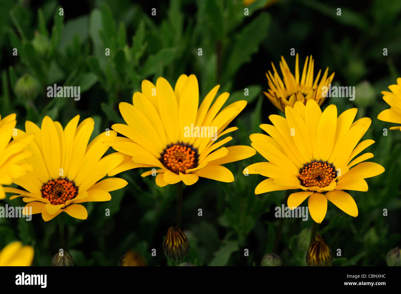 African daisy flower dimorphotheca aurantiaca hi-res stock photography ...