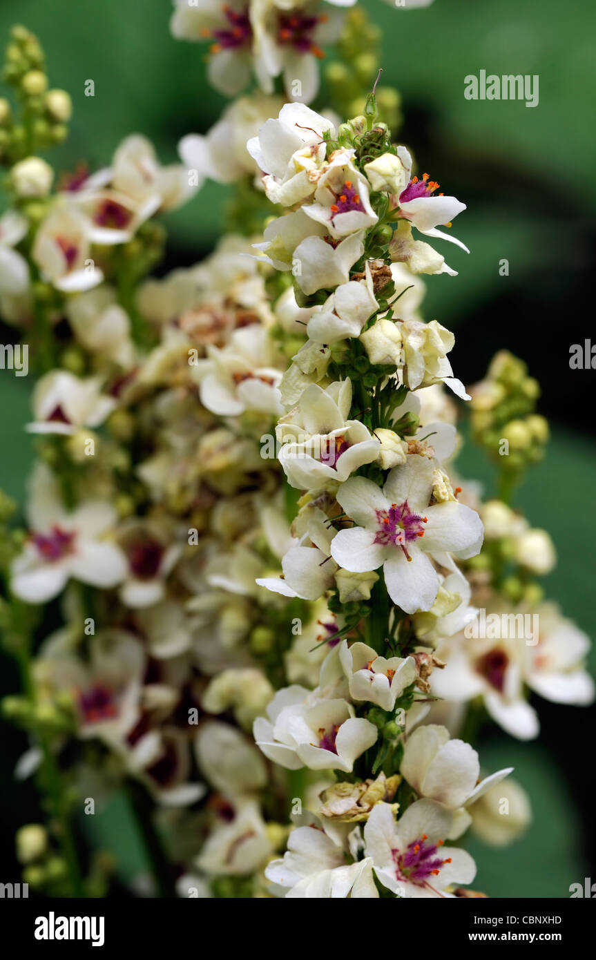 verbascum chaixii album agm white perennials pale pastel flower spikes ...