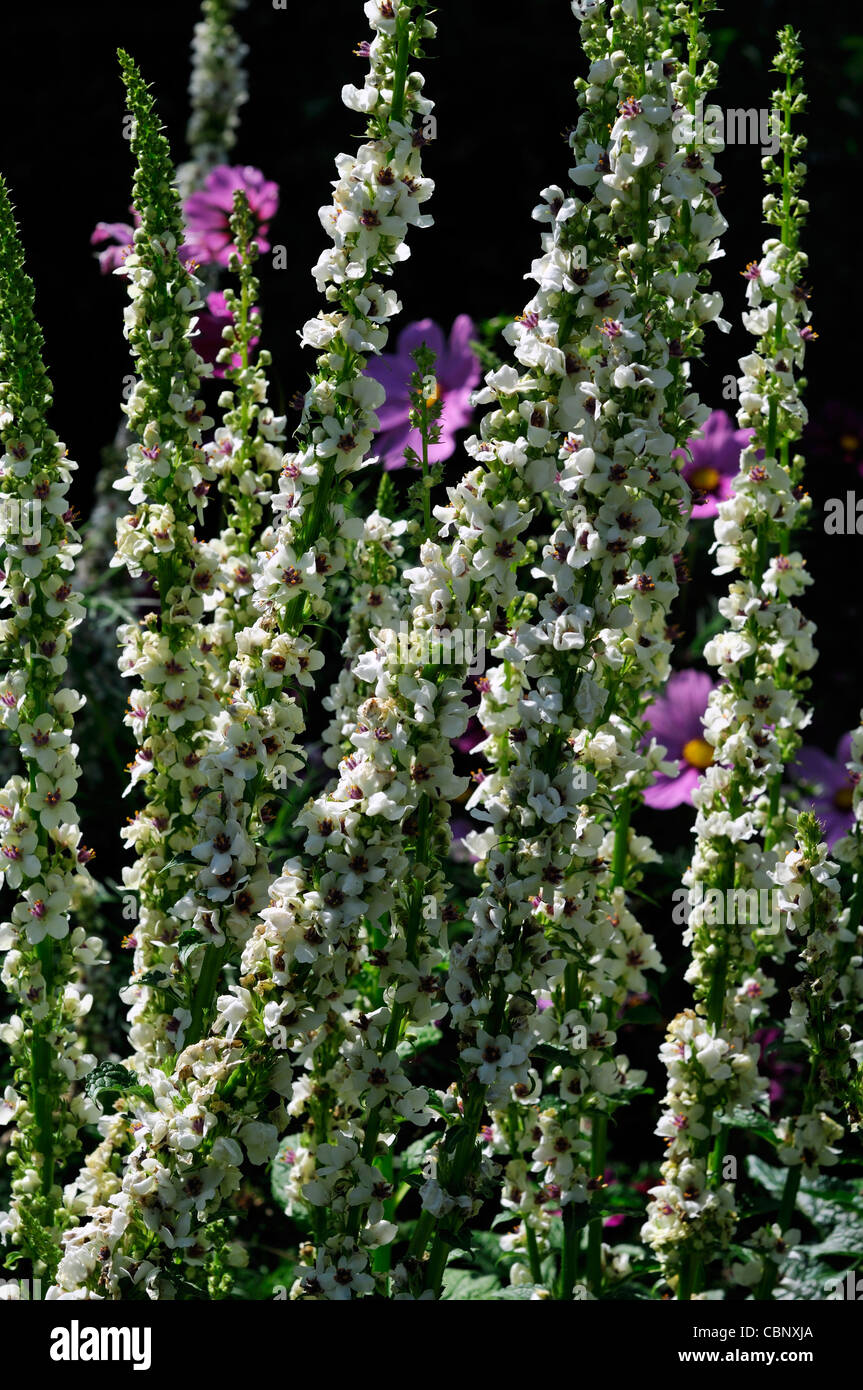 verbascum chaixii album agm white perennials pale pastel flower spikes ...