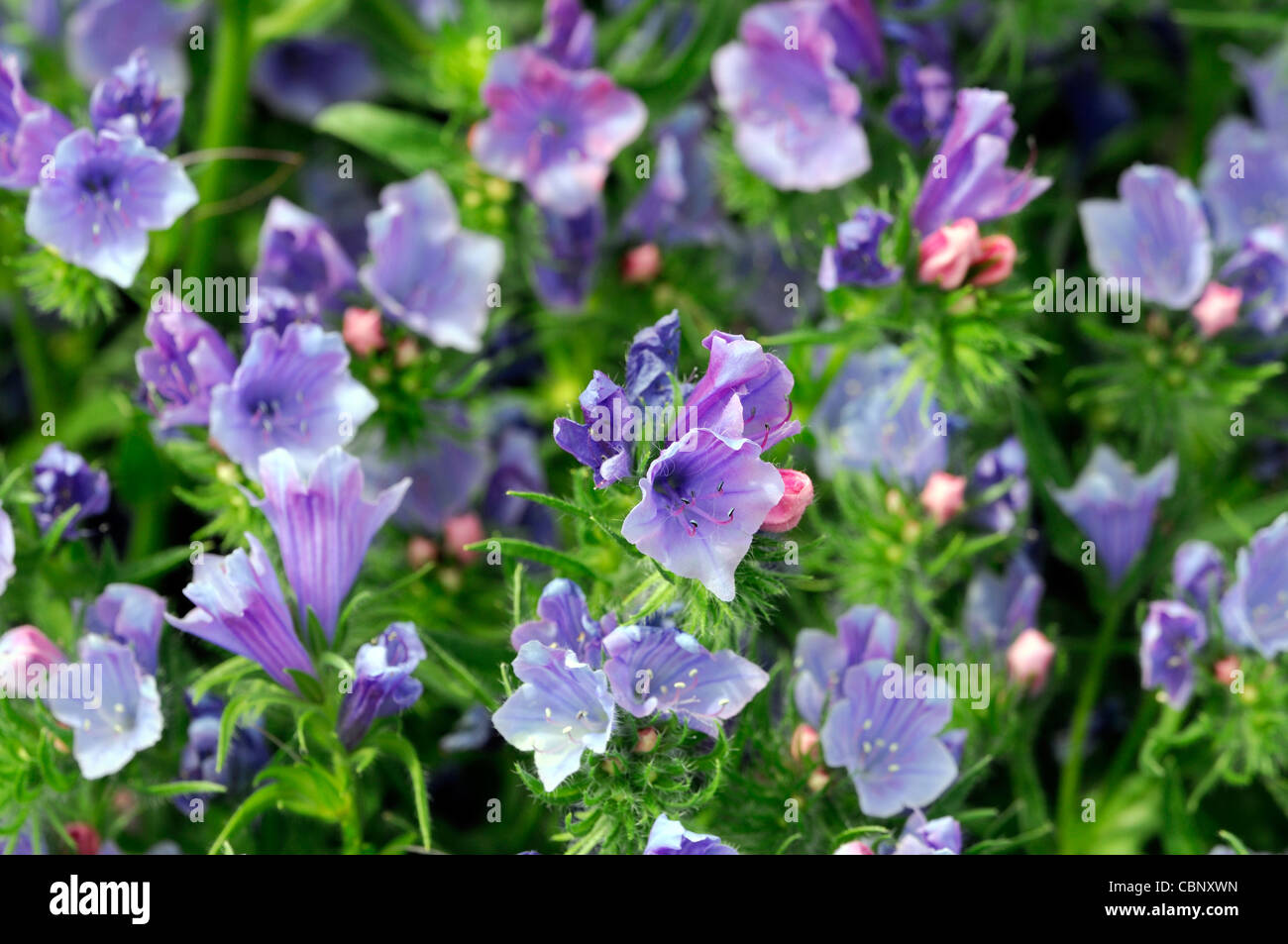 echium vulgare vipers bugloss blue purple perennials flowers bloom ...