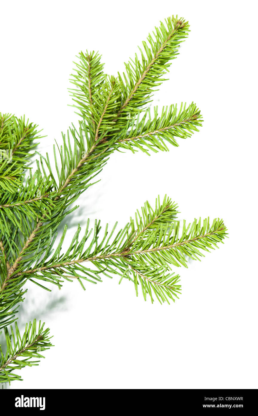 Close up view of the Christmas tree isolated on white Stock Photo - Alamy