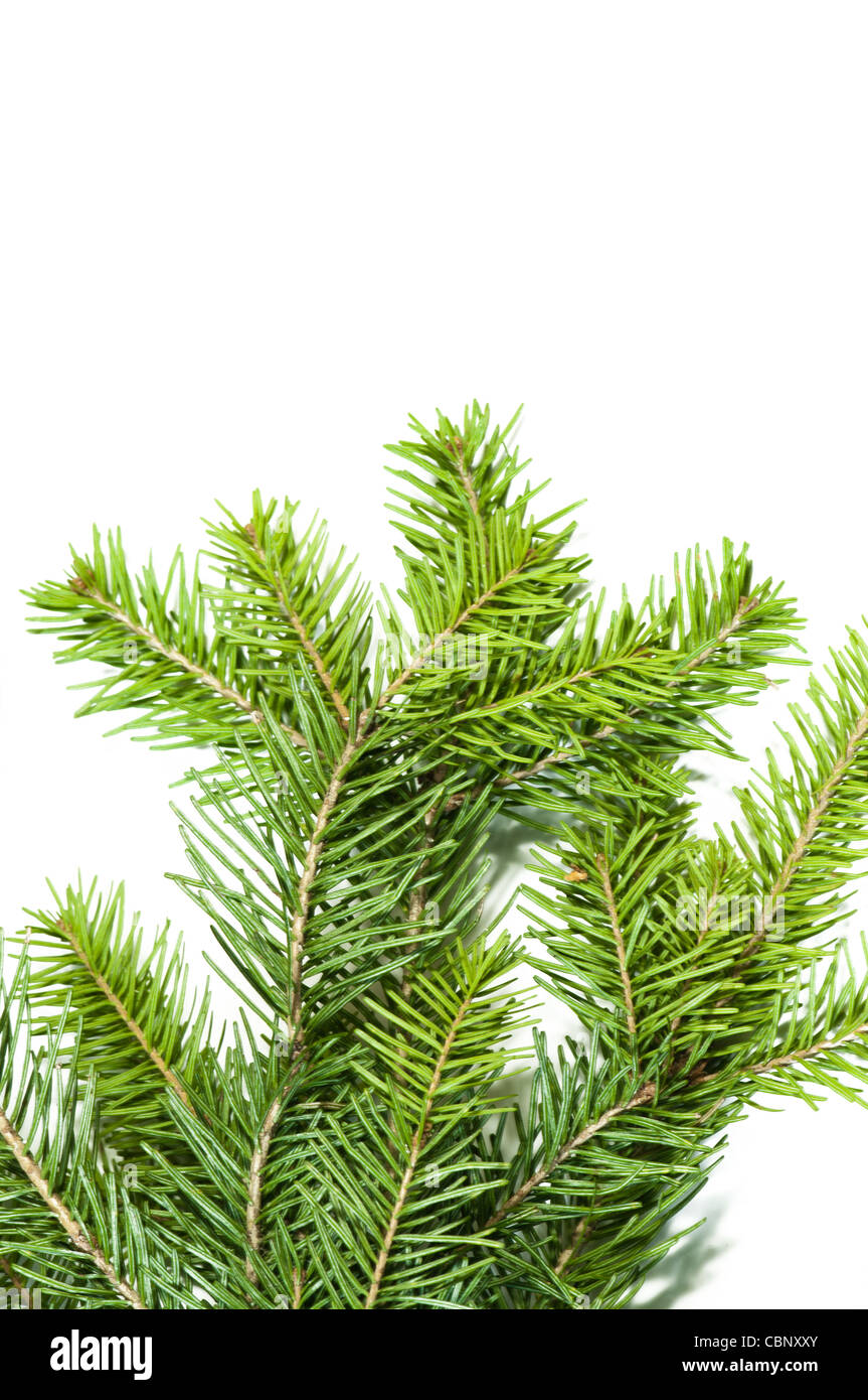 Isolated tree branch close up hi-res stock photography and images - Alamy