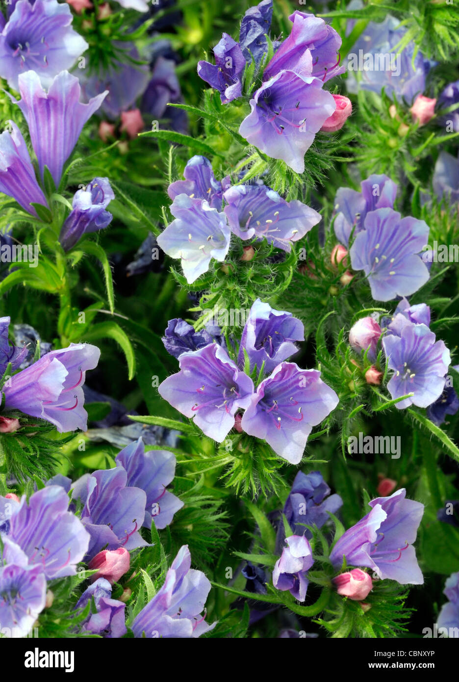 echium vulgare vipers bugloss blue purple perennials flowers bloom ...