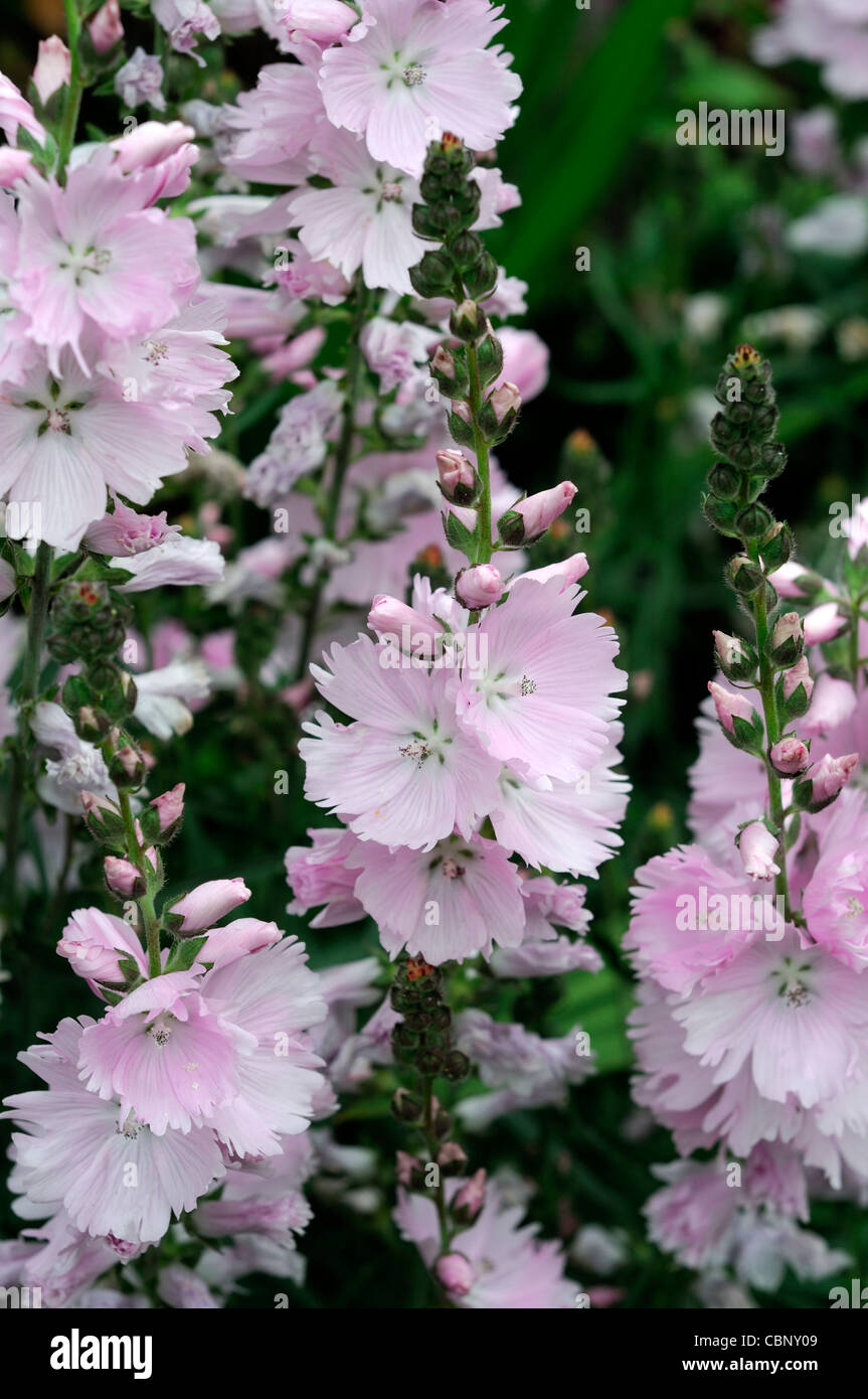 sidalcea elsie heugh pink spires spikes perennials closeup flowers ...