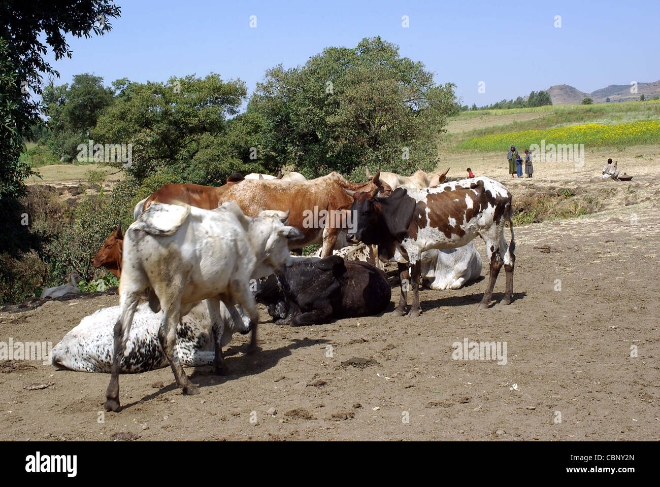 Cows in Ethiopia Stock Photo - Alamy