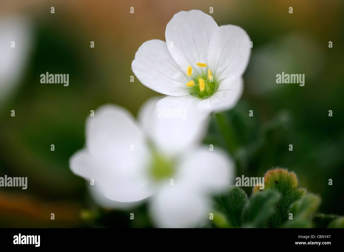 Erodium white hi-res stock photography and images - Alamy
