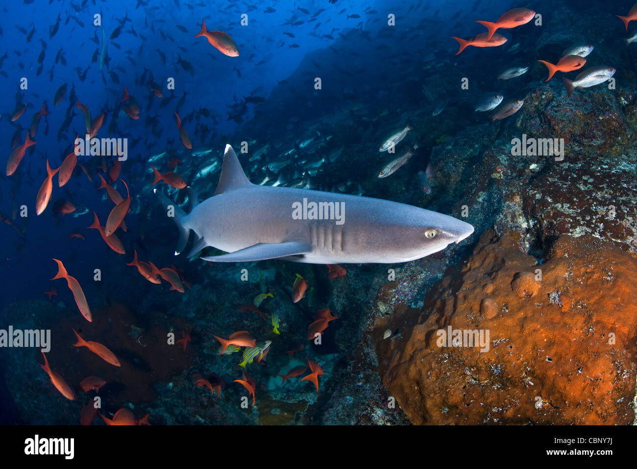 Coral Reef Fish Costa Rica High Resolution Stock Photography and Images ...