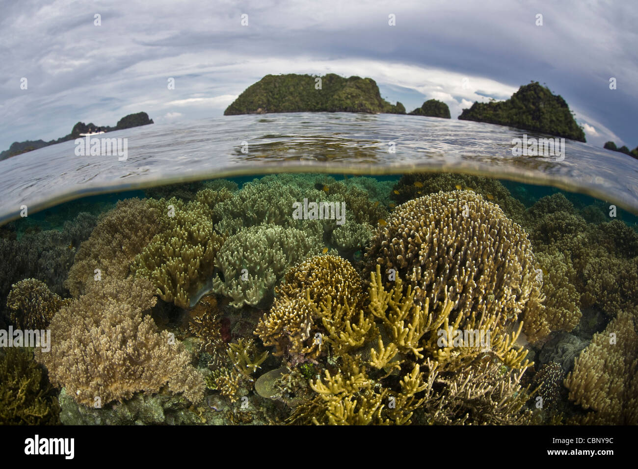 Numerous coral species compete for light, space, and plankton on a ...