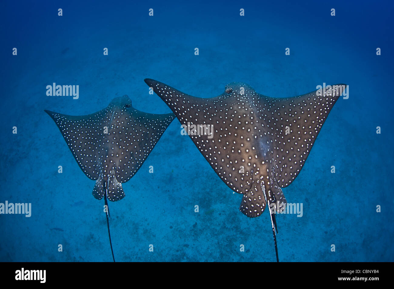 Spotted Eagle Ray
