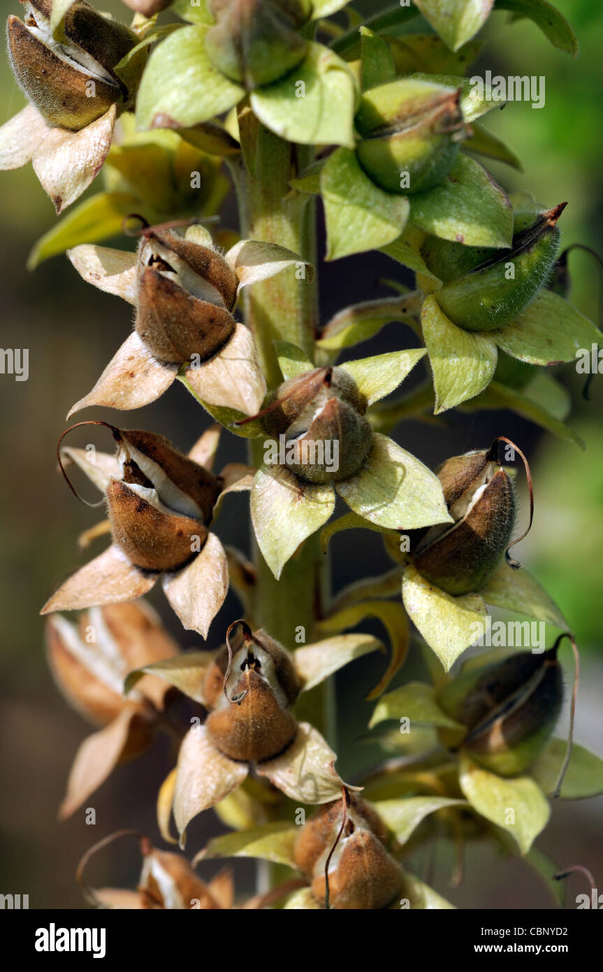 Seedpods Stock Photos & Seedpods Stock Images - Alamy