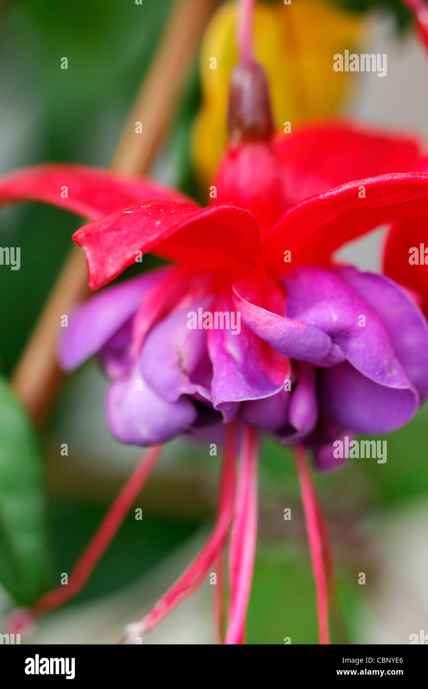 Fuchsia Blue Eyes trailing deciduous shrub double deep pink purple ...