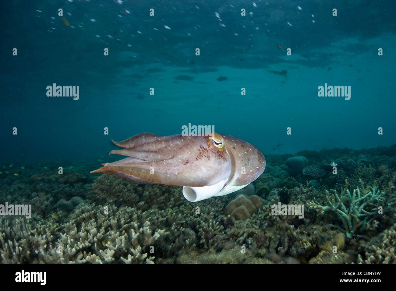 A female Broadclub cuttlefish, Sepia latimanus, uses its large siphon ...