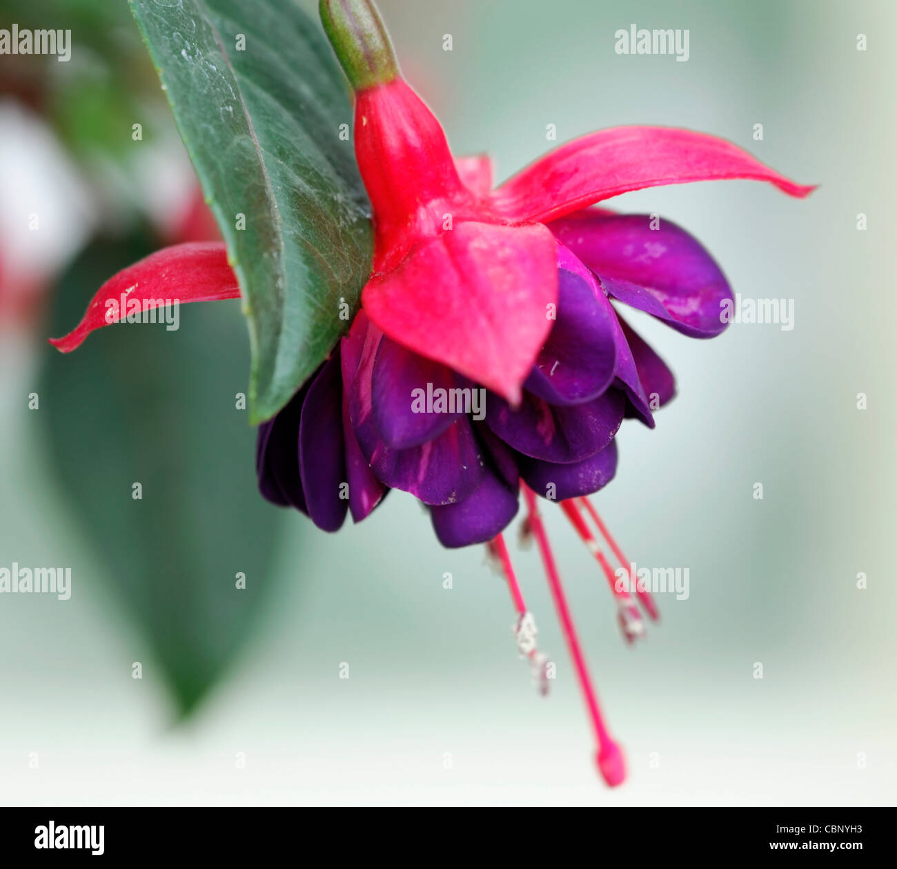 Fuchsia Dollar Princess deciduous shrub double flowers cerise-crimson ...
