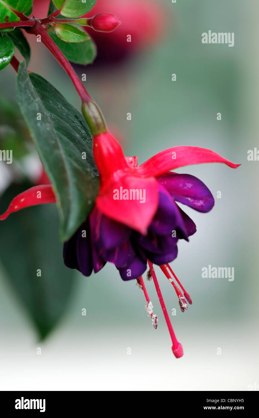 Fuchsia Dollar Princess deciduous shrub double flowers cerise-crimson ...