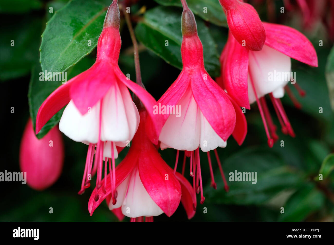 Fuchsia Lady Thumb compact bushy dwarf deciduous shrub semi-double ...