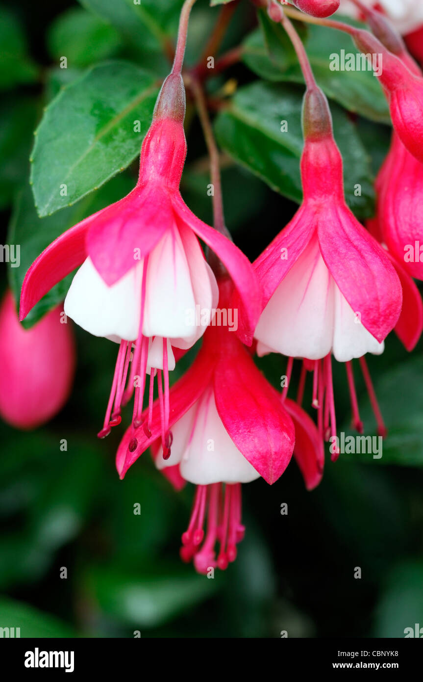Fuchsia lady thumb hi-res stock photography and images - Alamy