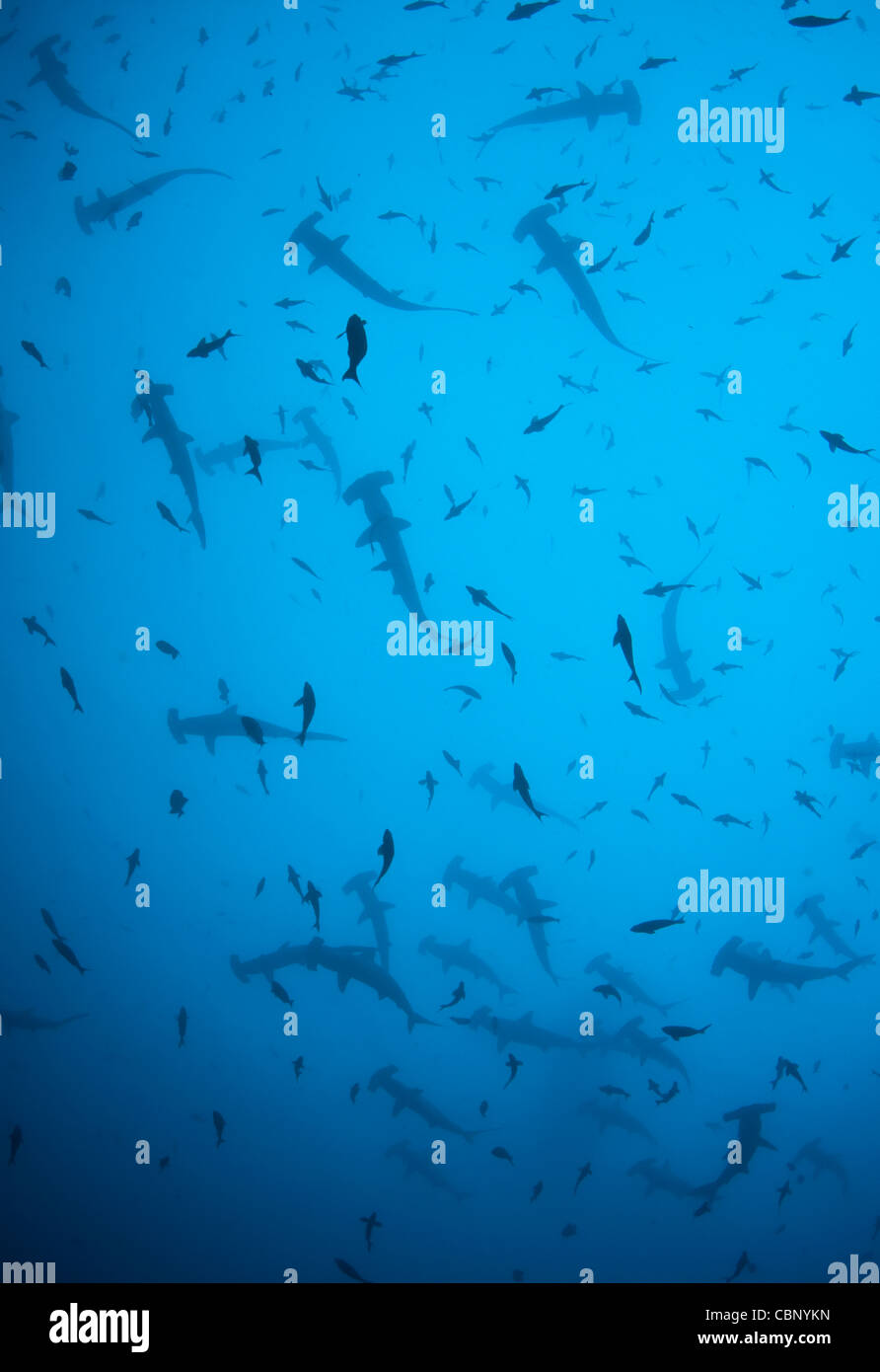Hammerhead sharks mating hi-res stock photography and images - Alamy