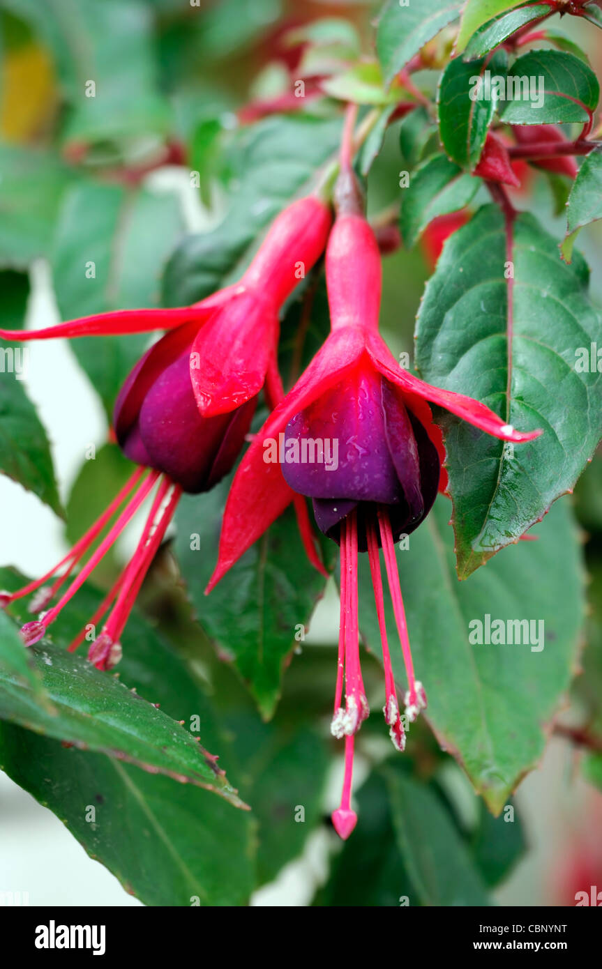 fuchsia mrs popple closeup plant portraits bright pink purple petals ...