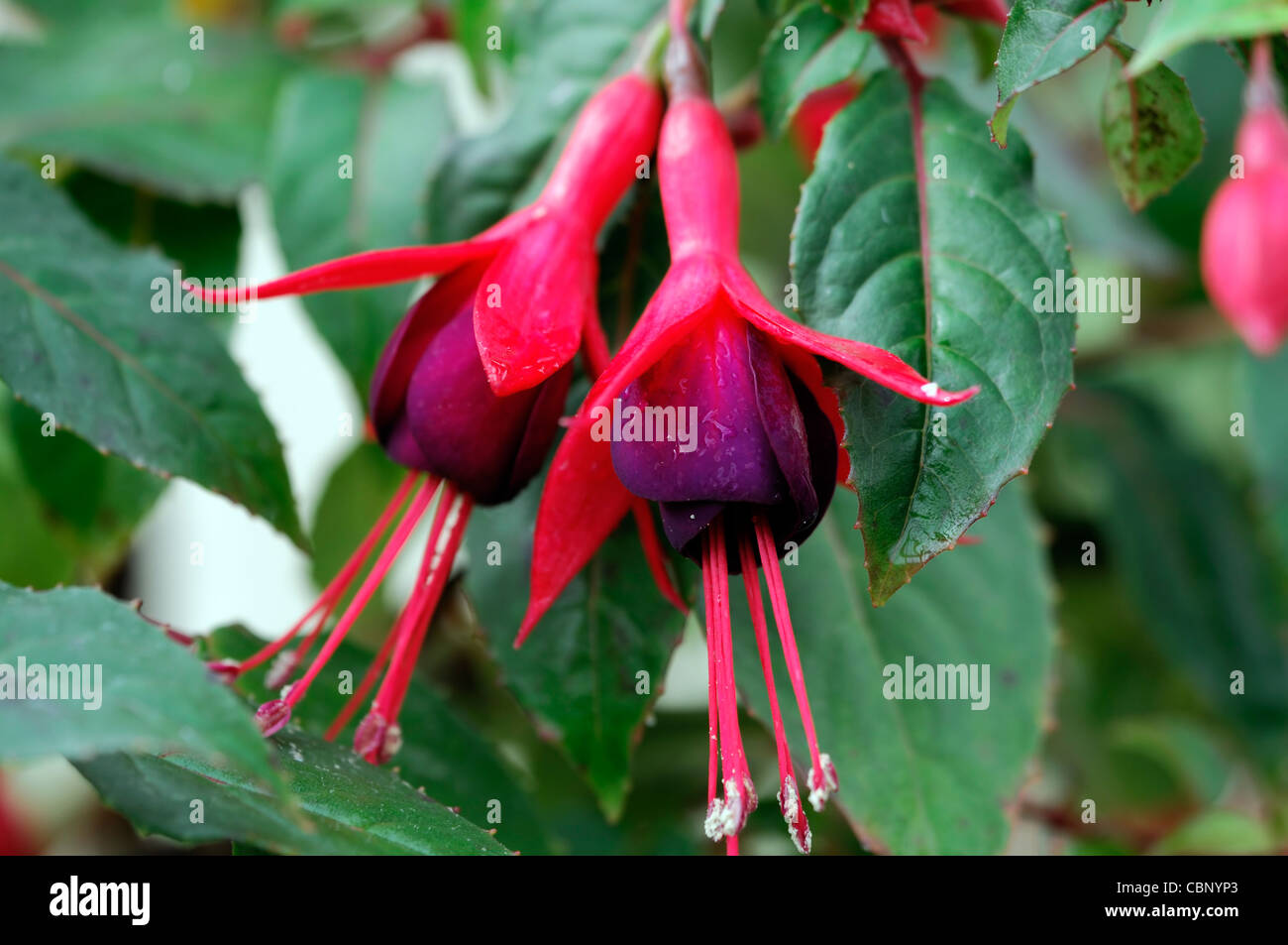 fuchsia mrs popple closeup plant portraits bright pink purple petals ...