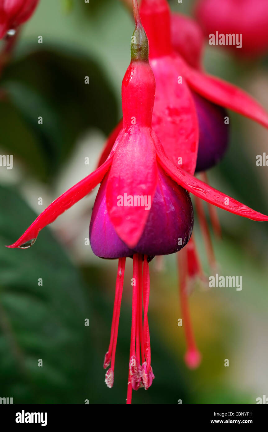 fuchsia mrs popple closeup plant portraits bright pink purple petals ...