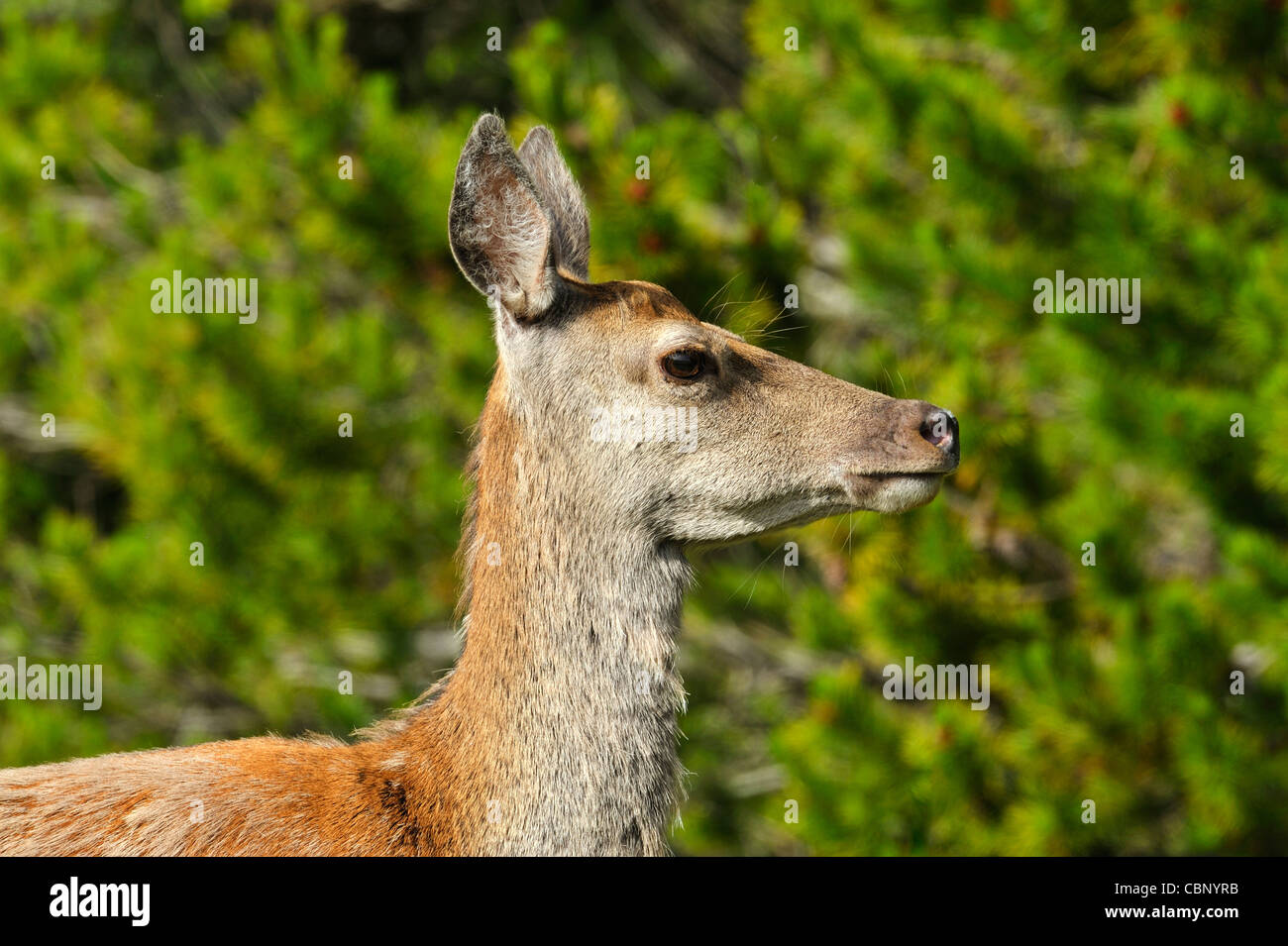 Caithness flow scotland hi-res stock photography and images - Alamy
