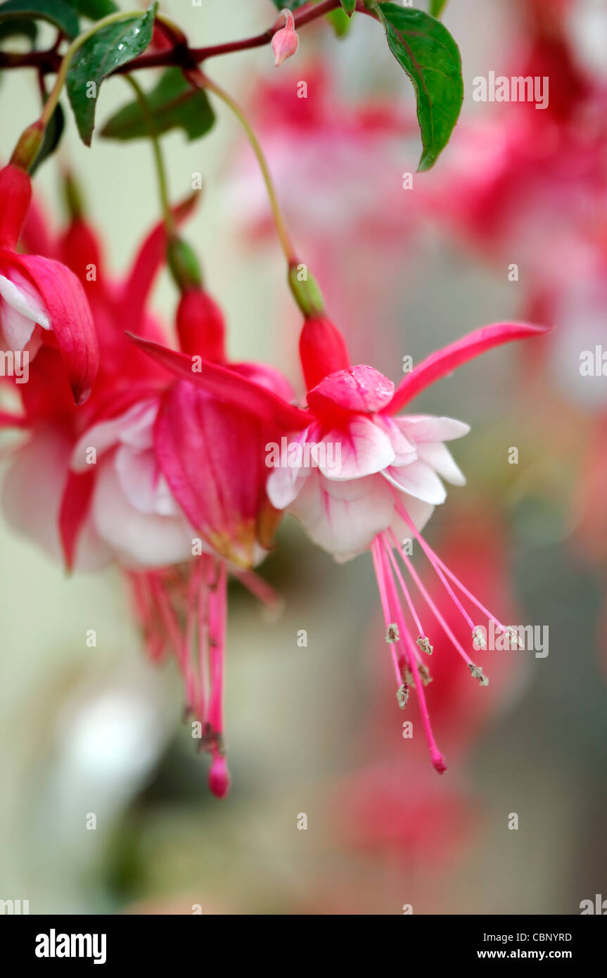 fuchsia southgate closeup plant portraits pale pastel pink petals ...